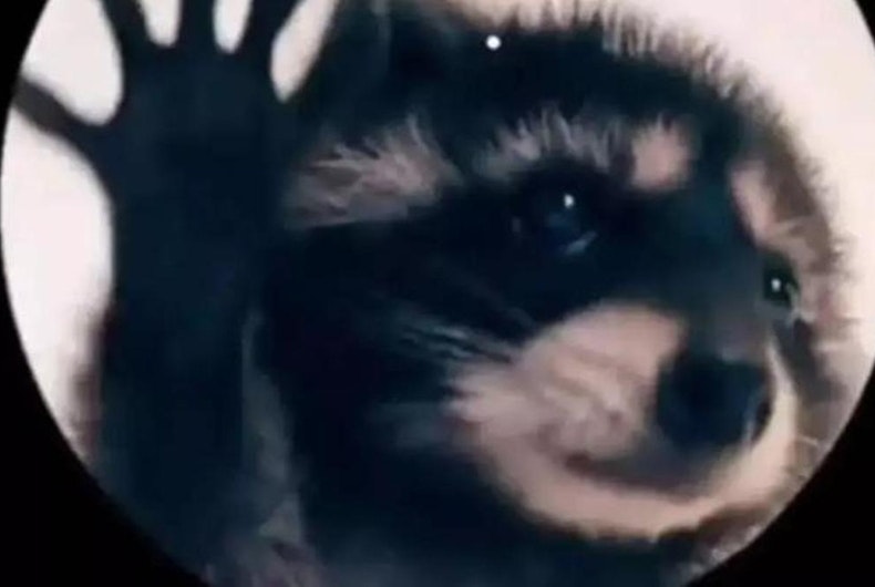 ¿De dónde viene el trend viral del mapache Pedro?