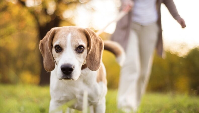 ¿Cómo experimentan el gusto nuestros perros?